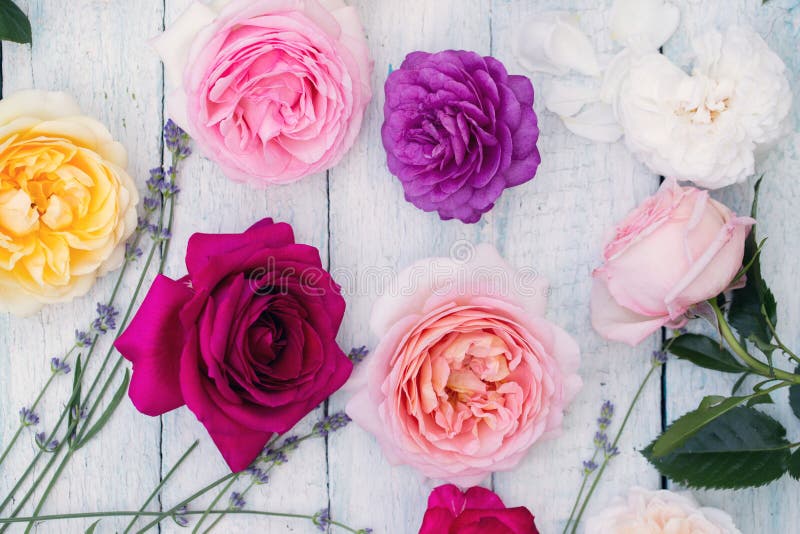 Collection of Multi-colored Roses Stock Photo - Image of arrangement ...