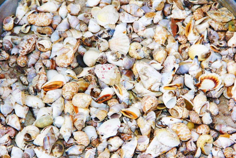 Collection of Multi-colored Small and Large Sea Shells Stock Photo ...