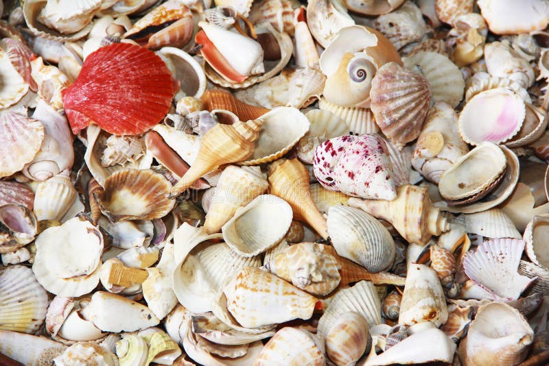 Collection of Multi-colored Small and Large Sea Shells Stock Photo ...