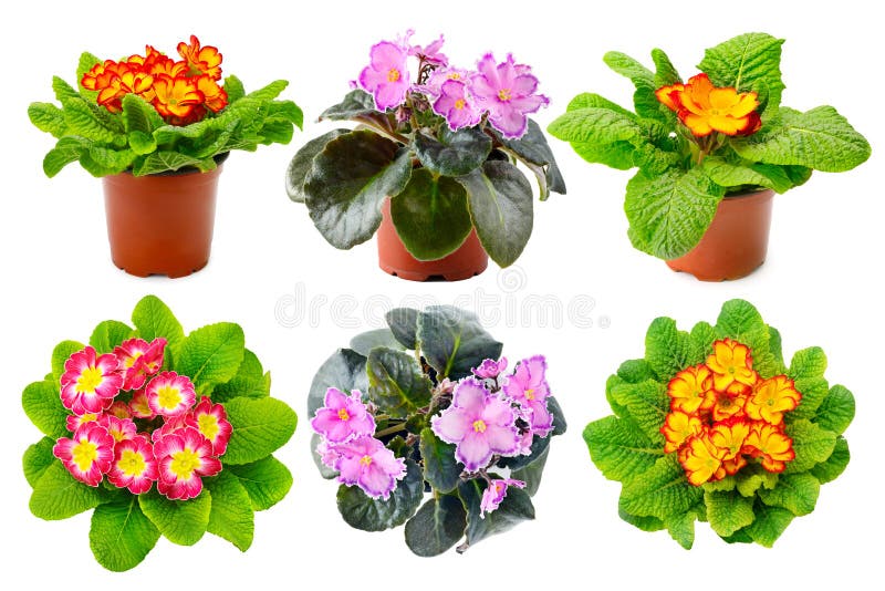 Collection Multicolored Fresh Violets from Different Angles Isolated on ...