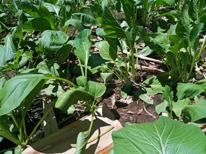 Collection of Mustard Plants at the Field during the Day Stock Photo ...
