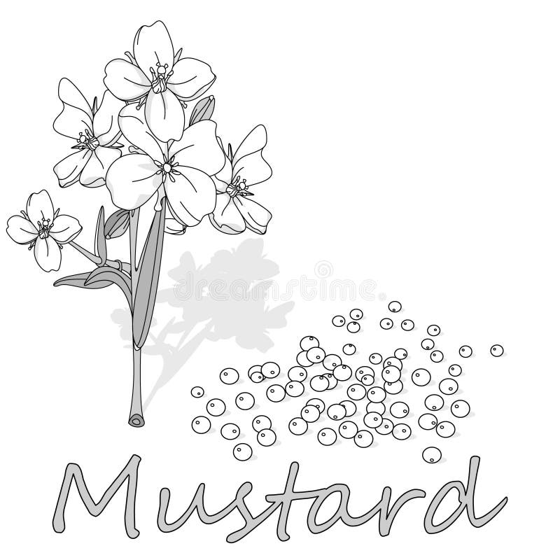 Collection of Mustard Vector Illustrations: Mustard Seeds, Flower ...