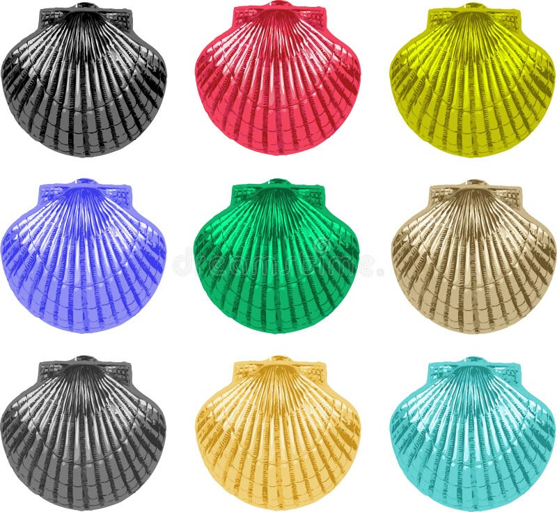 Collection of Nine Colorful Sea Shell Stock Vector - Illustration of ...