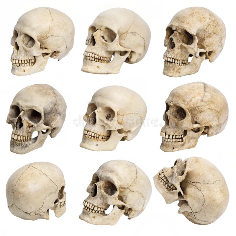 Nine Variations of Human Skulls Isolated on White Background Stock ...