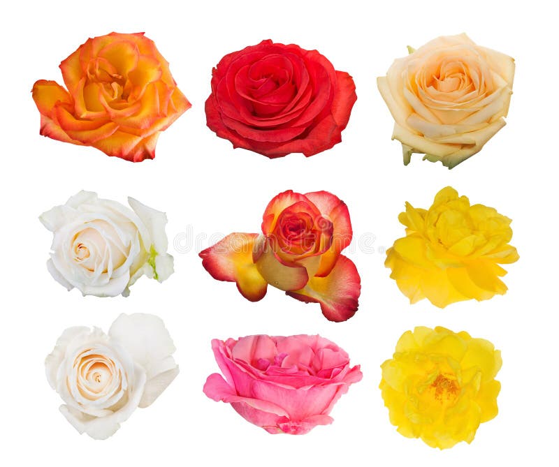 Collection of Nine Isolated Rose Blooms Stock Image - Image of open ...