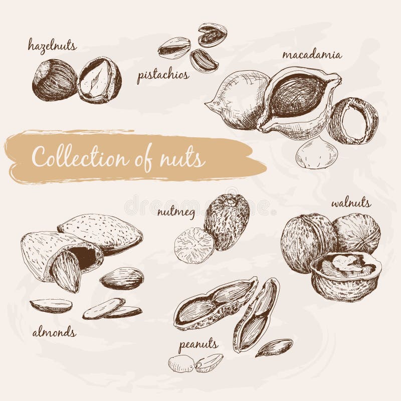 Edible Nuts Collection stock vector. Illustration of filbert - 41286806