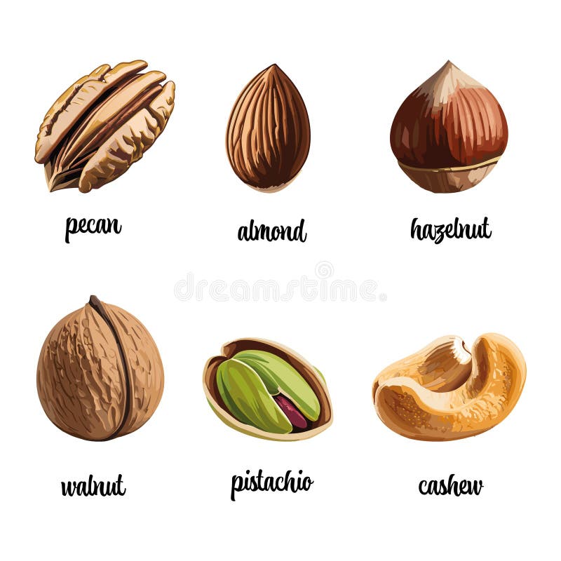 Collection of Nuts Vector Illustration Stock Vector - Illustration of ...