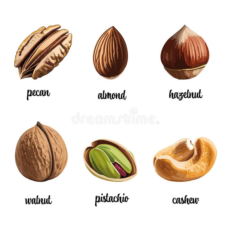 Collection of Nuts Vector Illustration Stock Vector - Illustration of ...
