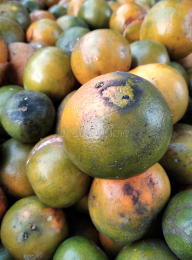Rotten Orange stock image. Image of produce, evergreen - 296371595