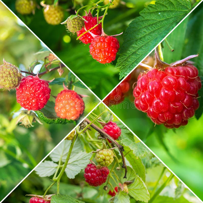 Collection of Organic Fruits and Raspberries. Set of Different ...