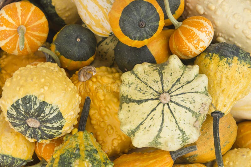 Collection of Ornamental Pumpkins Stock Photo - Image of farm, pumpkin ...