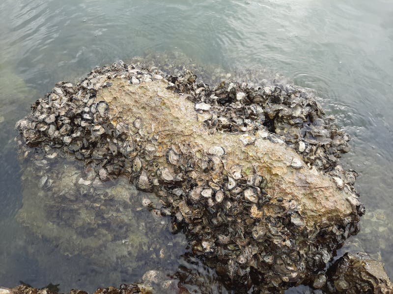A Collection of Oyster Shells on the Edge of a River Estuary Stock ...