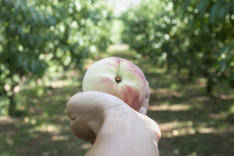 The collection of peaches stock image. Image of fingers - 67873987
