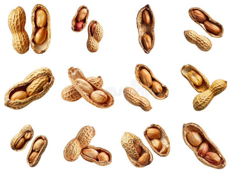 A Collection of Peanuts in Their Shells, Some Opened To Reveal the ...