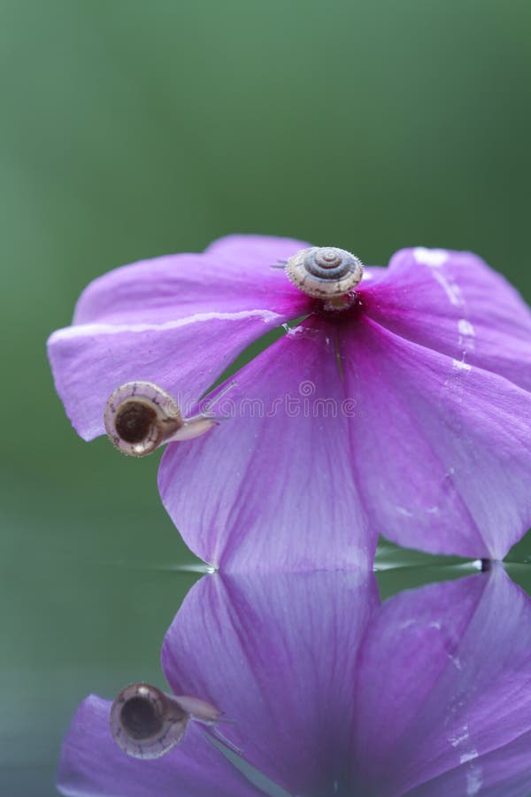 Reflectiom of Behavior Snails at Purple Flower Stock Image - Image of ...