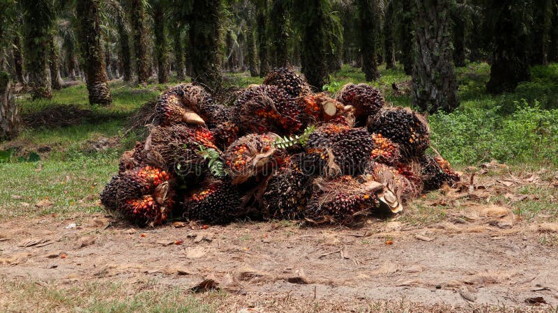 Collection and Pile of Oil Palm Fruit Stock Photo - Image of gardener ...