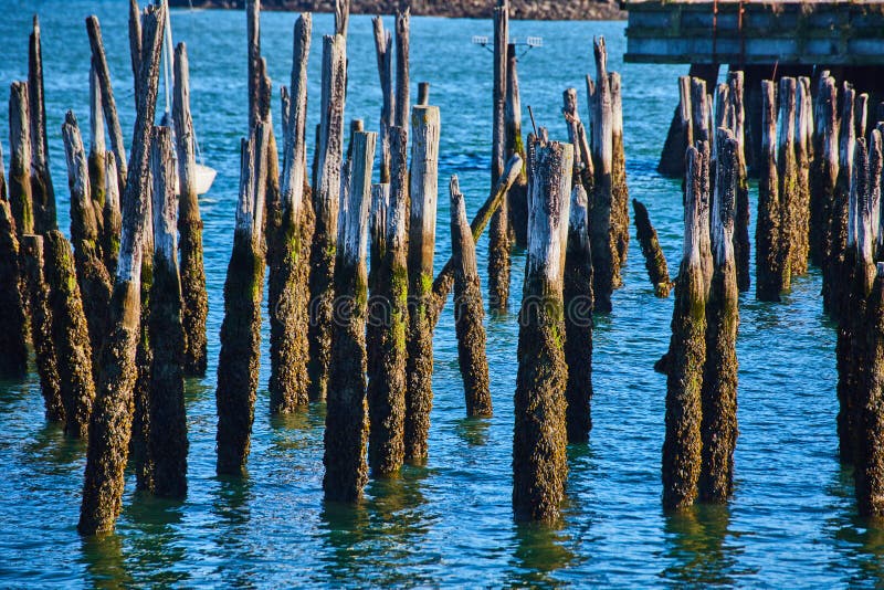Collection of Pilings in Water with Mossy Bases Stock Image - Image of ...