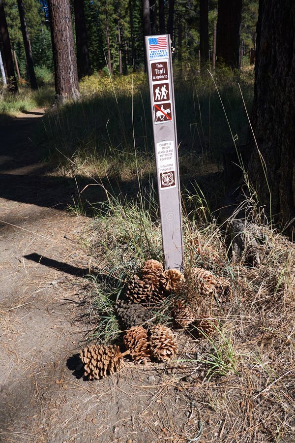 Collection of Pine Cones stock image. Image of forest - 161824725
