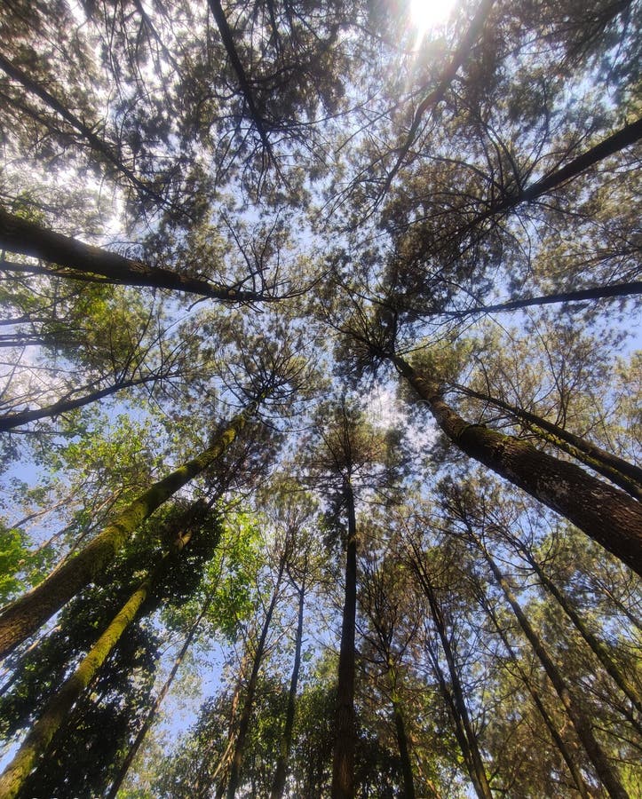A Collection of Pine Trees Soaring High into the Sky. Stock Photo ...