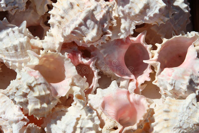 Collection Of Pink Sea Shells Collected In The Ocean For Collect Stock ...
