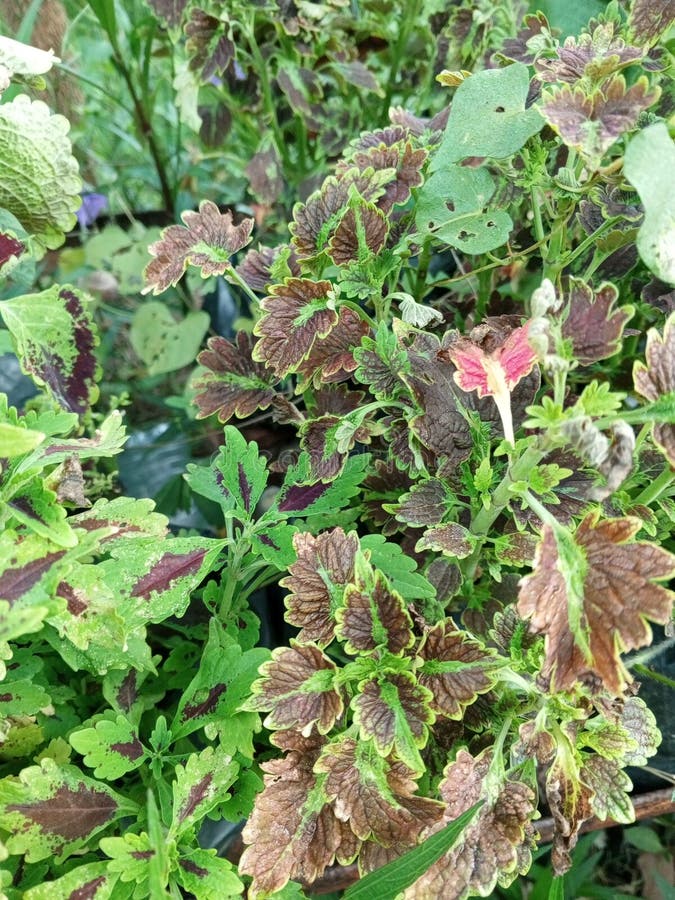 A Collection of Plants Whose Leaves Have Various Shapes and Patterns ...