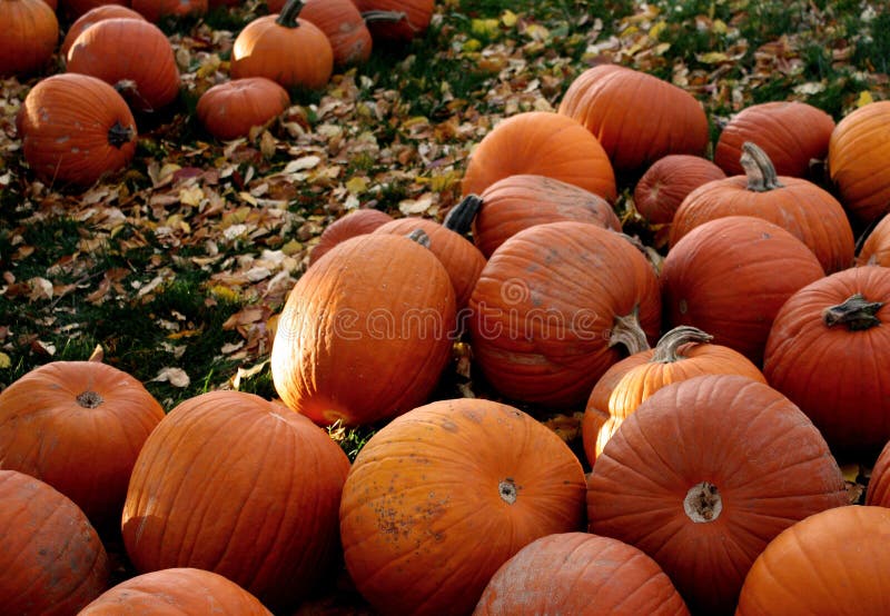 Large Group of Pumpkins at a Denver Patch Stock Image - Image of nature ...