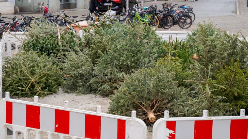 Collection Point for Disposal of Used Christmas Trees after the ...