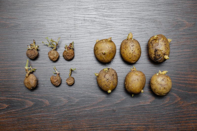 A Collection of Potatoes Covered with Sprouted Roots, Showcasing Their ...