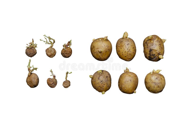 A Collection of Potatoes Covered with Sprouted Roots, Showcasing Their ...