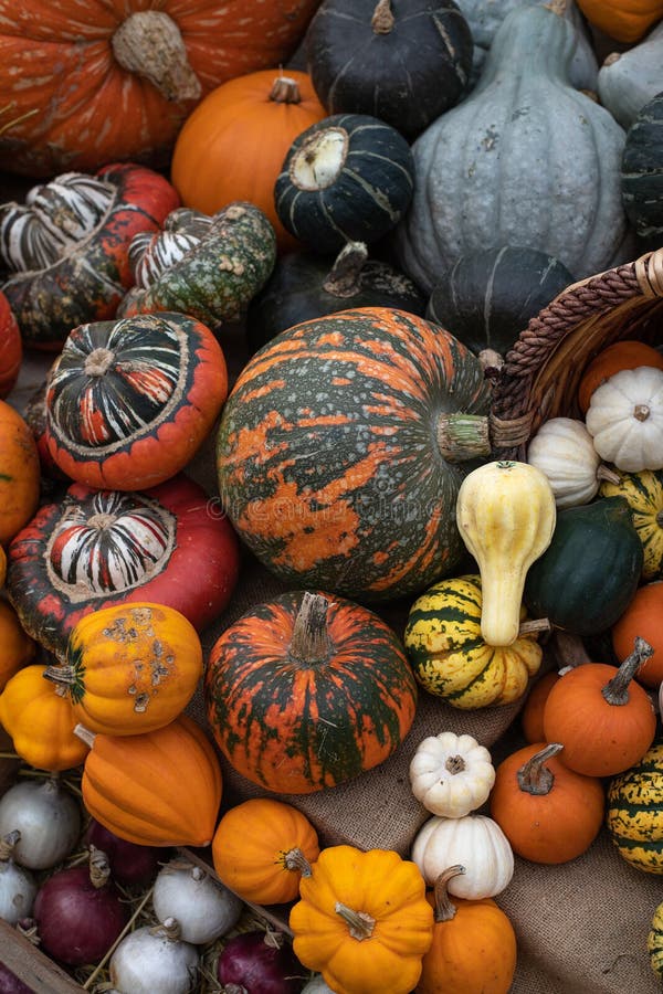 Collection of pumpkins stock image. Image of green, thanksgiving ...