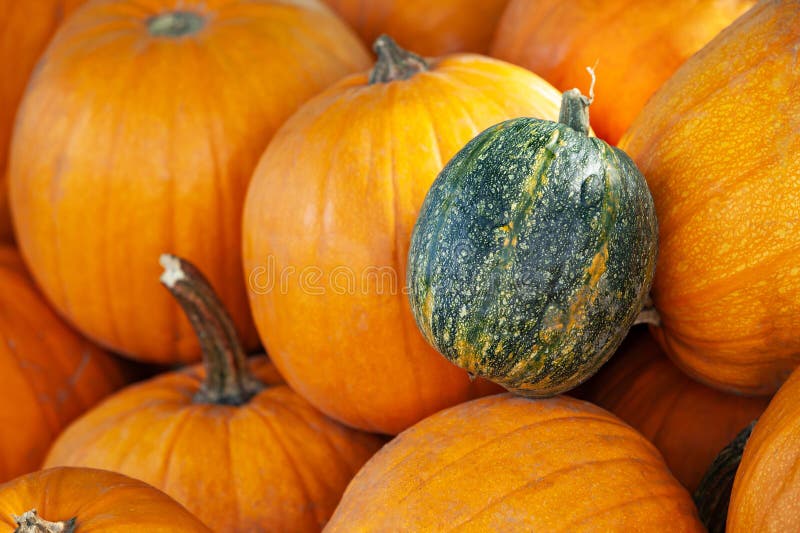 A Collection of Pumpkins in Various Colors and Patterns Represents a ...