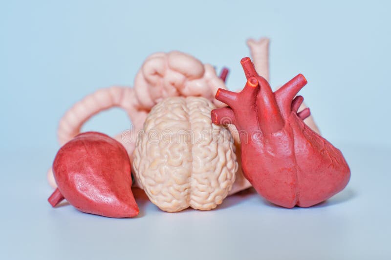 Human Organs Educational Model Set Stock Photos - Free & Royalty-Free ...