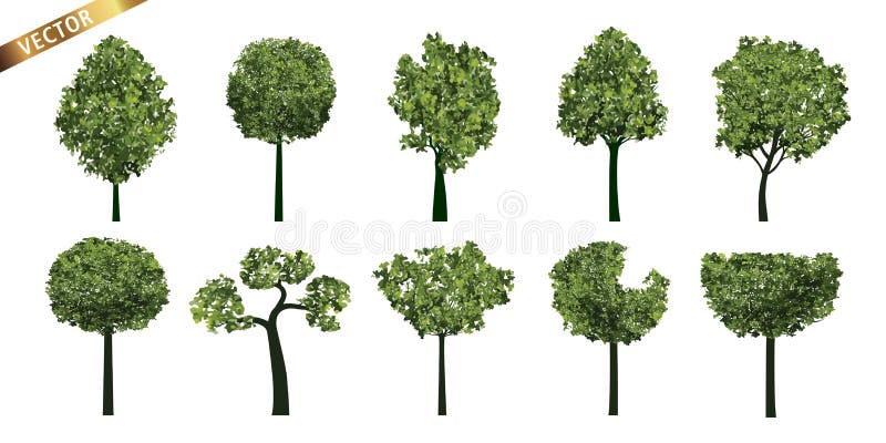Collection of Realistic Trees. Vector Illustration Isolated on White ...