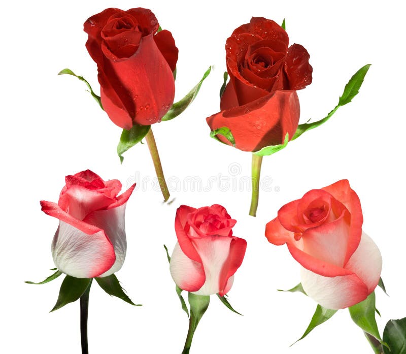 Collection red stock photo. Image of drops, garden, frame - 14454196