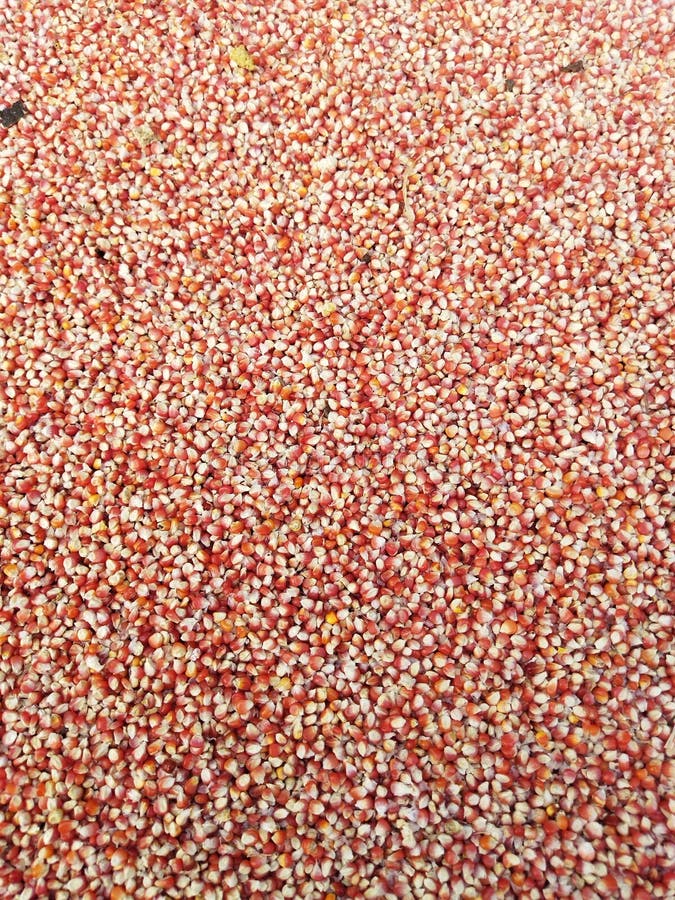Collection of Red Corn for Bird Feed Stock Photo - Image of collection ...