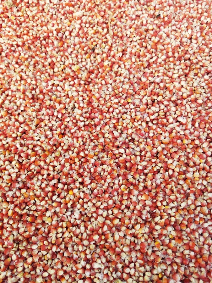 Collection of Red Corn for Bird Feed Stock Image - Image of collection ...