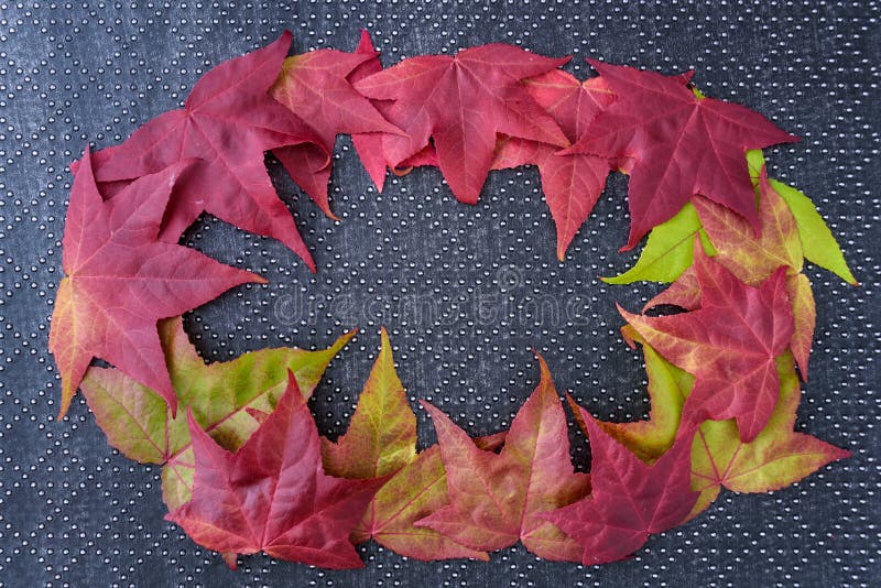 Collection of Red, Green, and Orange Fall Leaves As an Oval Frame on a ...