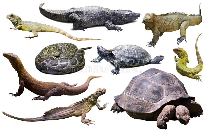 Collection of reptiles stock photo. Image of nature - 156972600