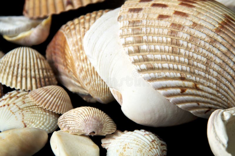 Ribbed Sea Shells on Black Background Stock Image - Image of white ...