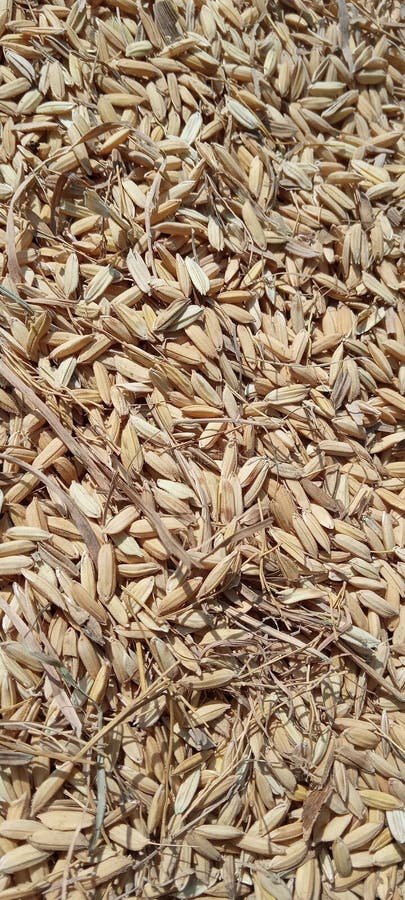 A Collection of Rice Dried in the Sun To Dry Stock Photo - Image of ...
