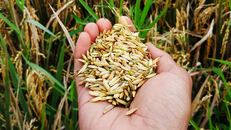 Collection of rice in hand stock photo. Image of food - 253177272