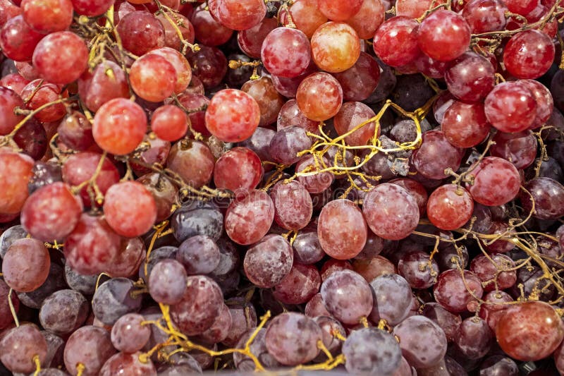 Collection of Ripe Large Pink Grapes in a Container. Stock Image ...