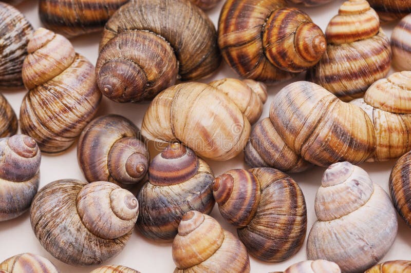 Snail without shell stock image. Image of invertebrate - 133932561