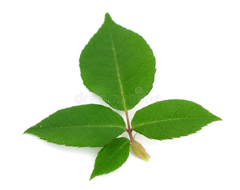 Rose Leaves stock photo. Image of background, leaf, rose - 273734106
