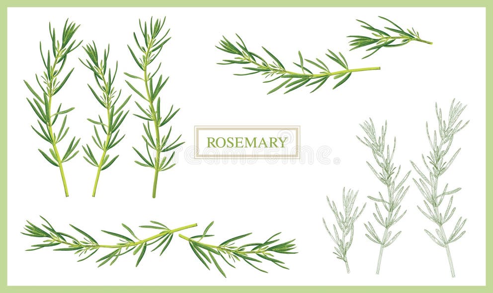 A Collection of Rosemary in Various Shapes and Sizes. Stock ...