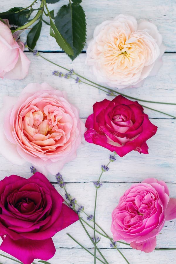 Collection of Roses, Top View Stock Image - Image of pattern, rose ...