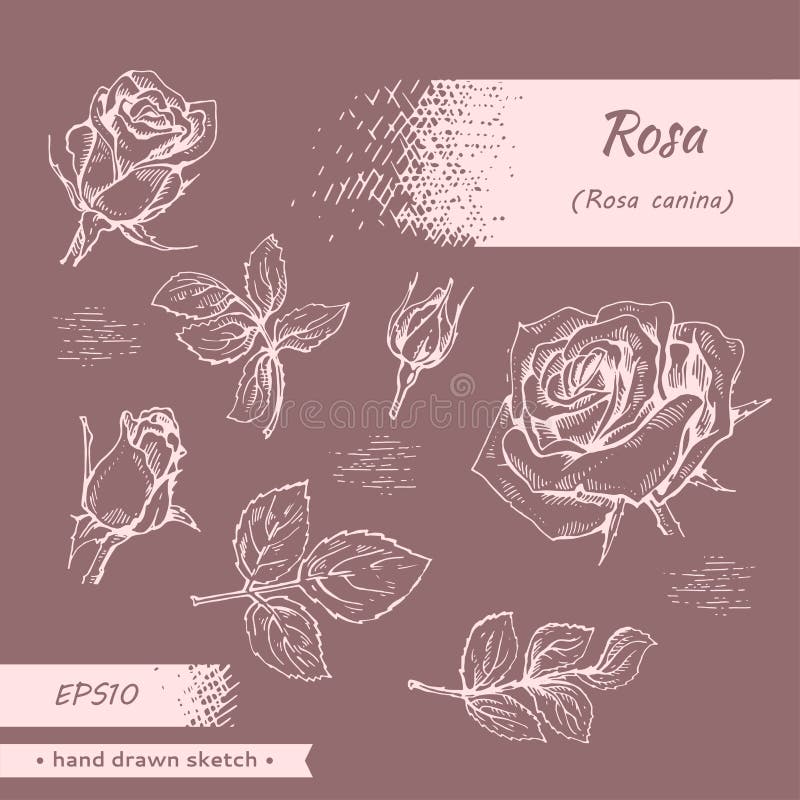 Collection of Roses . Detailed Hand-drawn Sketches, Vector Stock Vector ...