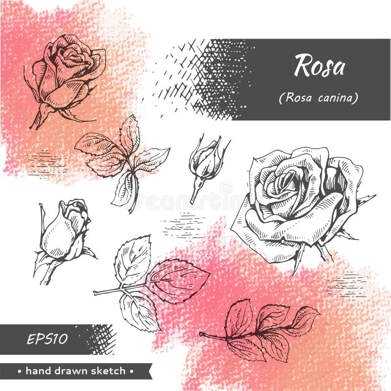 Collection of Roses . Detailed Hand-drawn Sketches, Vector Stock Vector ...