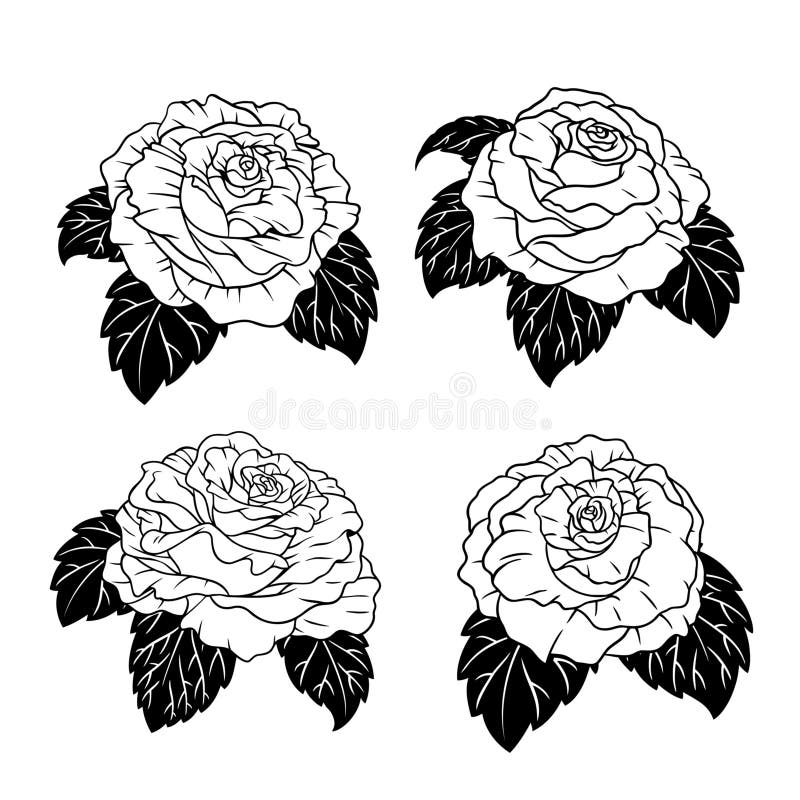 Collection of Roses Flower Hand Drawn Stock Vector - Illustration of ...