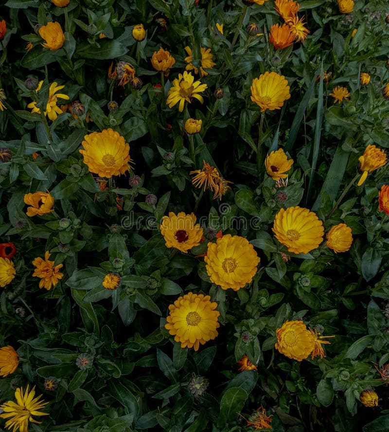 a Collection of Roses. Nice Job Stock Photo - Image of collection ...